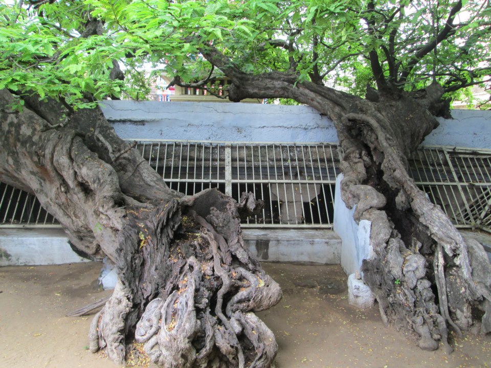 alwai mani: URANGA PULI TREE AT ALWARTHIRUNAGARI TEMPLE
