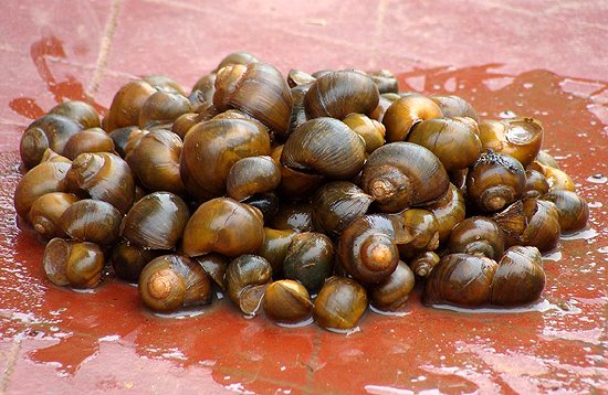 THULU ORIPUGA-kavyasutha : NARTHE