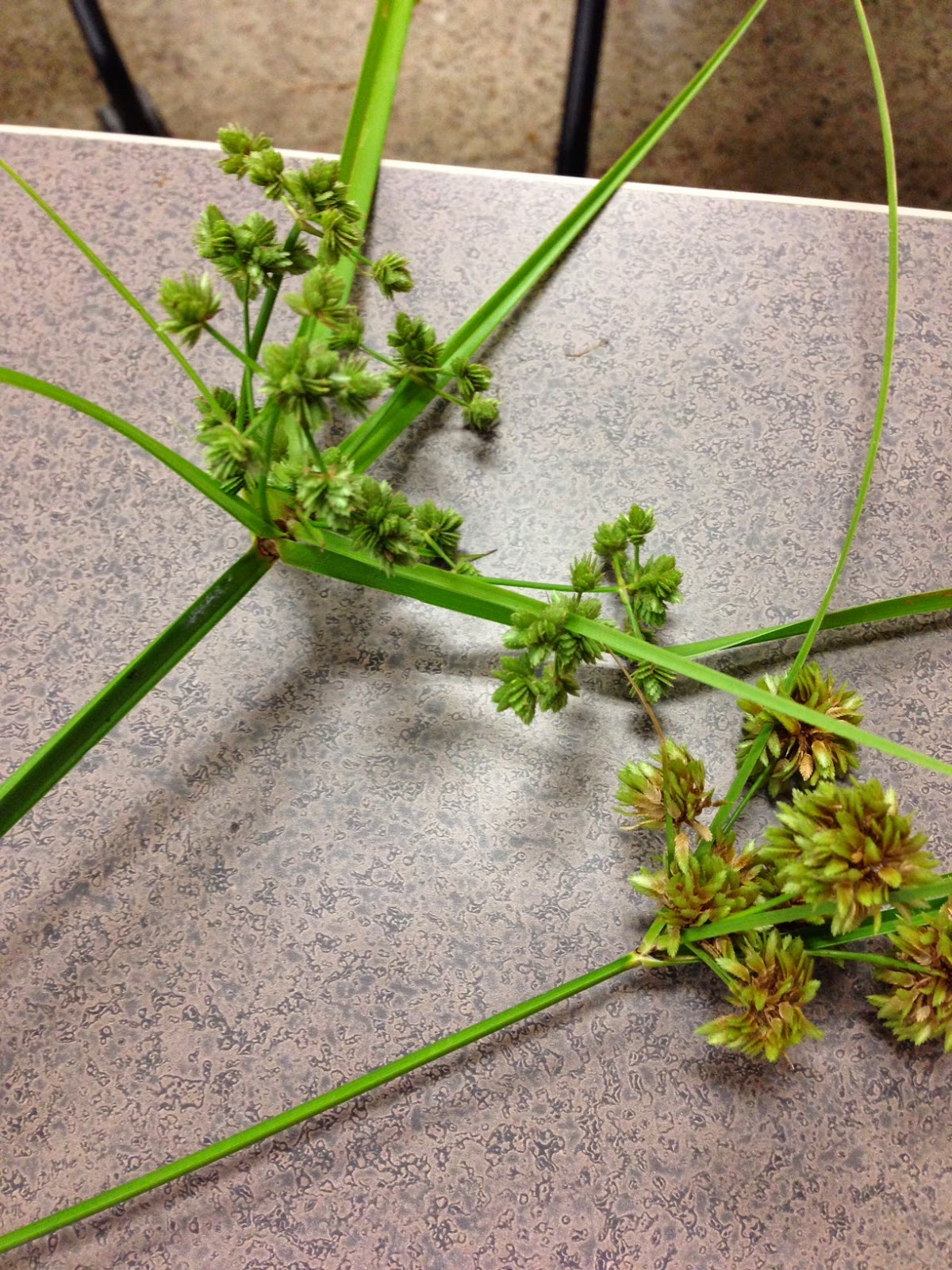 Along Slap Out Gully: Native sedge vs the invasive