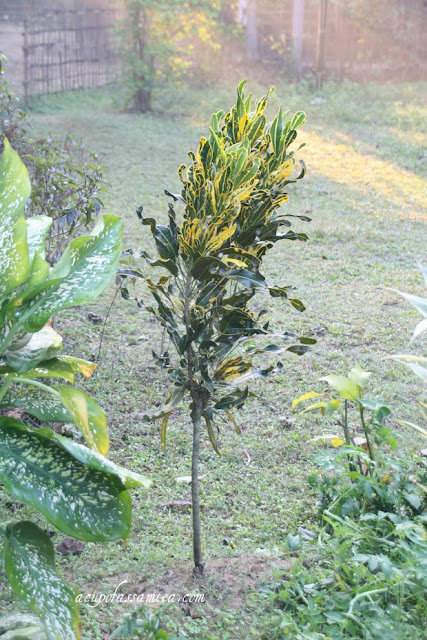 A visual walk with flora and fauna of Assam