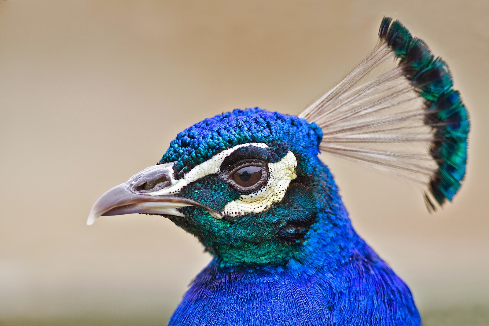 PETER'S PORTFOLIO..............Bird & Wildlife Photography: Peacock, a ...