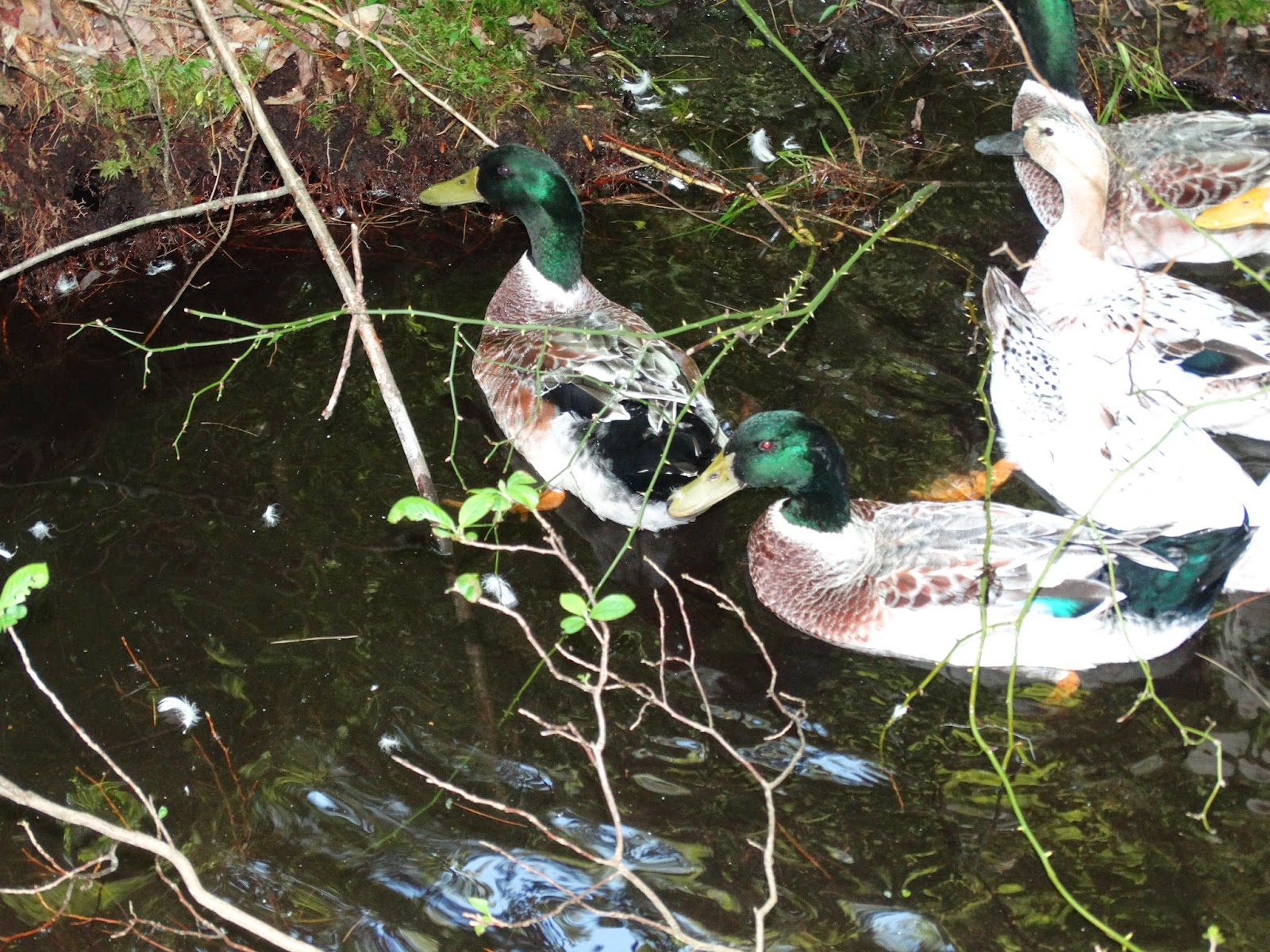 NOMADIC CHEF: Raising Welsh Harlequin Ducklings- Week 22 The Duck Are ...