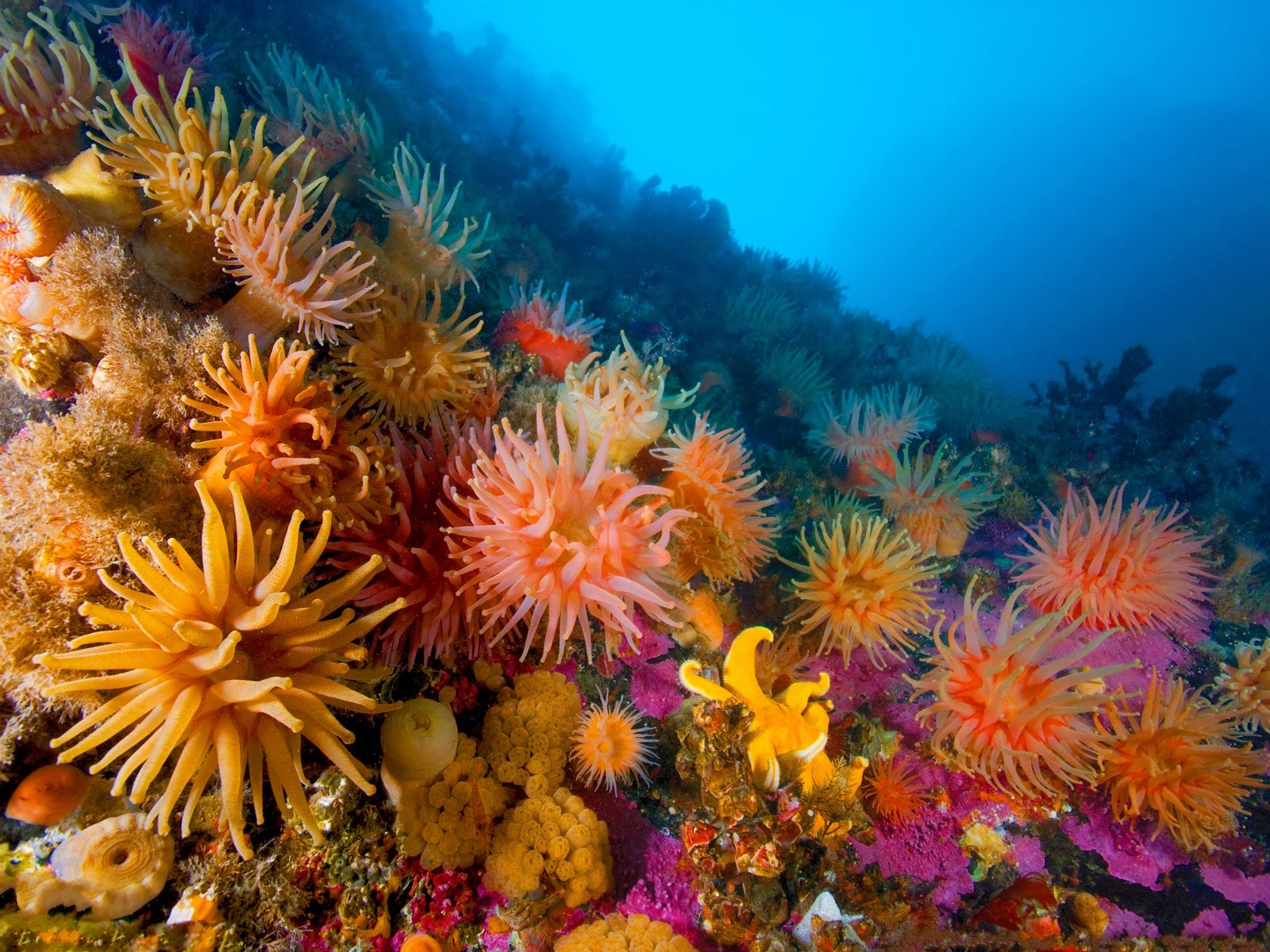 METAZOA EVOLUTION: Outubro 2013