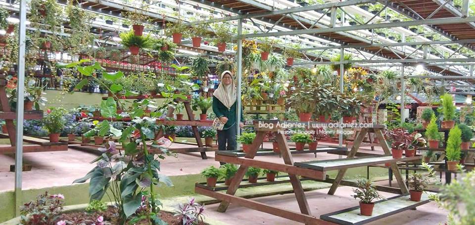 Sarapan Pagi Di Cameron Highlands | Agro Highland Cafe, Sg. Bisek