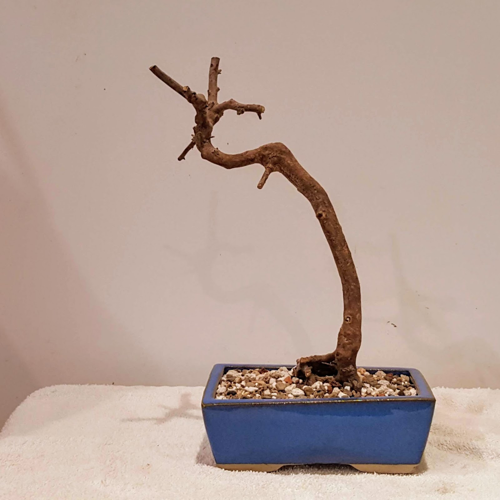 Heart of Texas Bonsai: Five-Point-tie to anchor your Bonsai