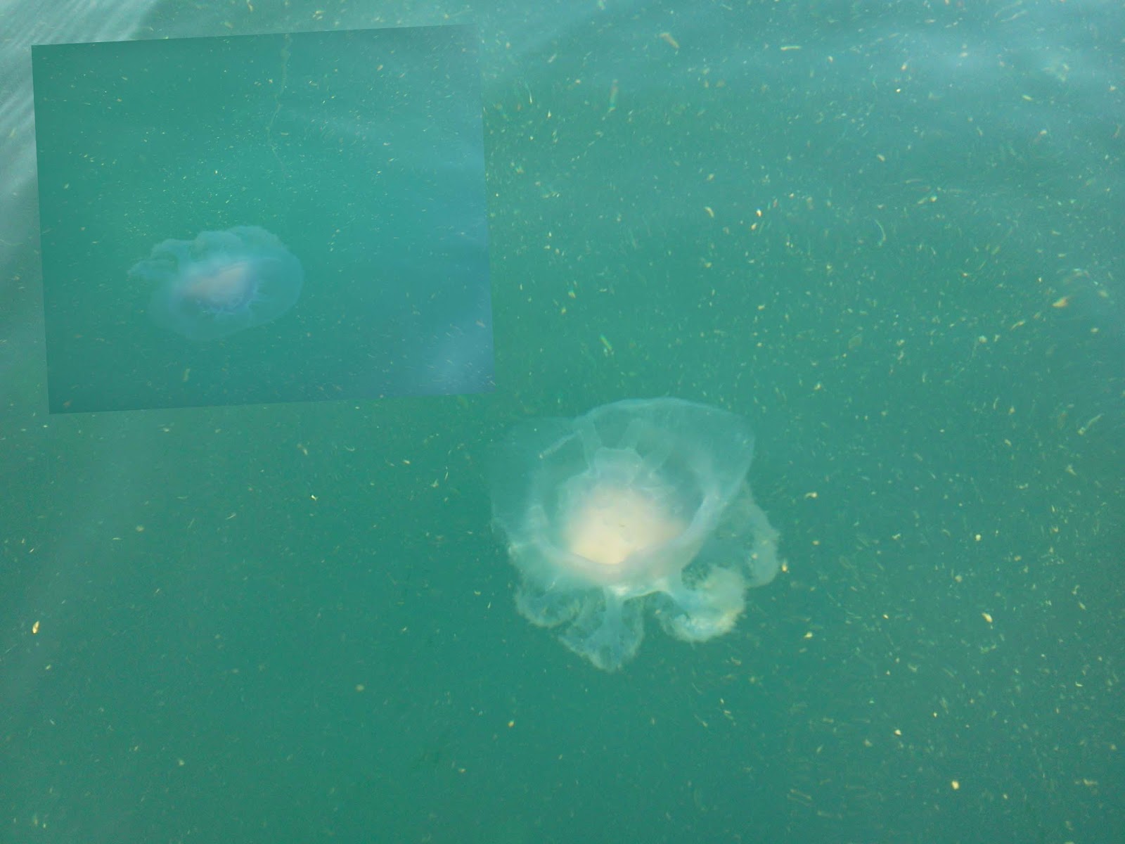 Sotong: Kenali Obor-obor