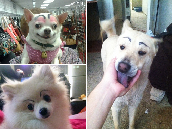 DOGS REALLY DO LOOK BETTER WITH MAKEUP EYEBROWS - NEWSOLOGYS