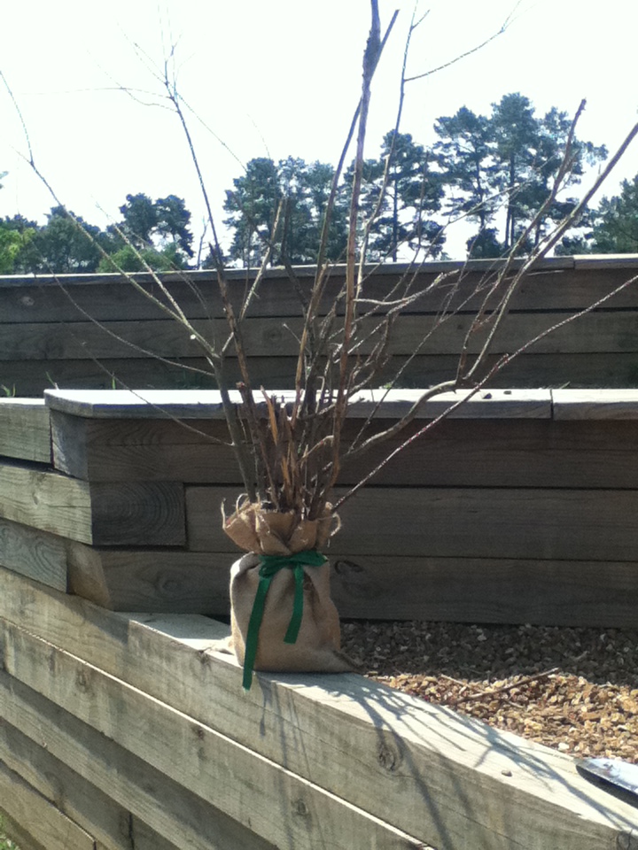 The Creative Vault: Camp Craft Series: The Good Deed Tree