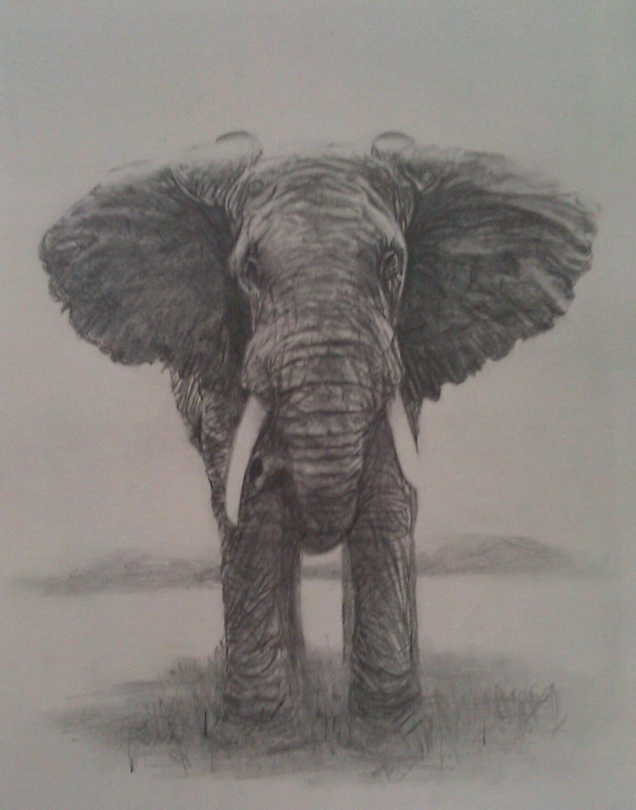 Alison Van Pelt Art: Elephant, pencil drawing