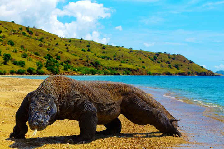 "Komodo" The Real Wonder of the World
