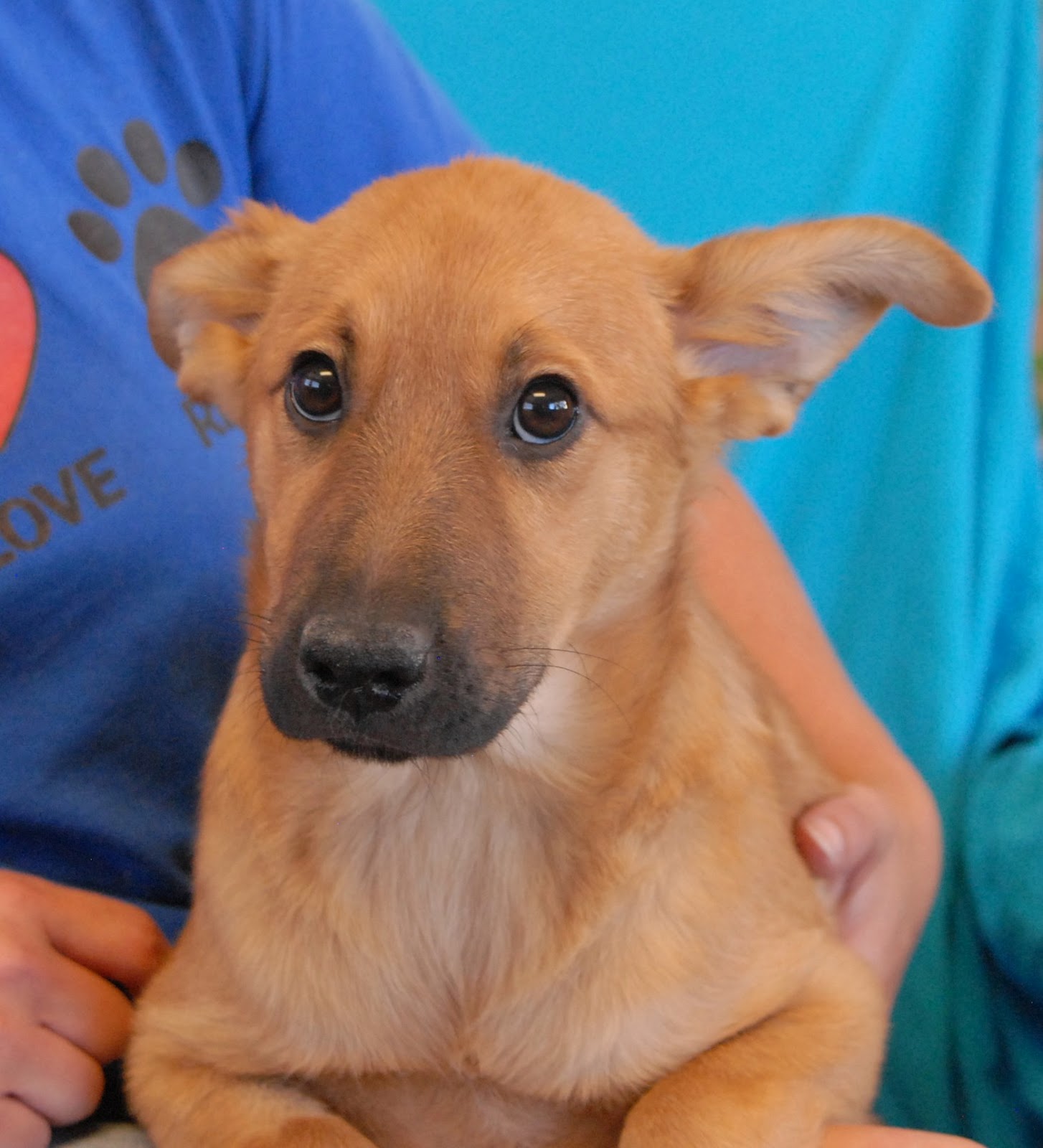 The California Dreaming Puppies, debuting for adoption!