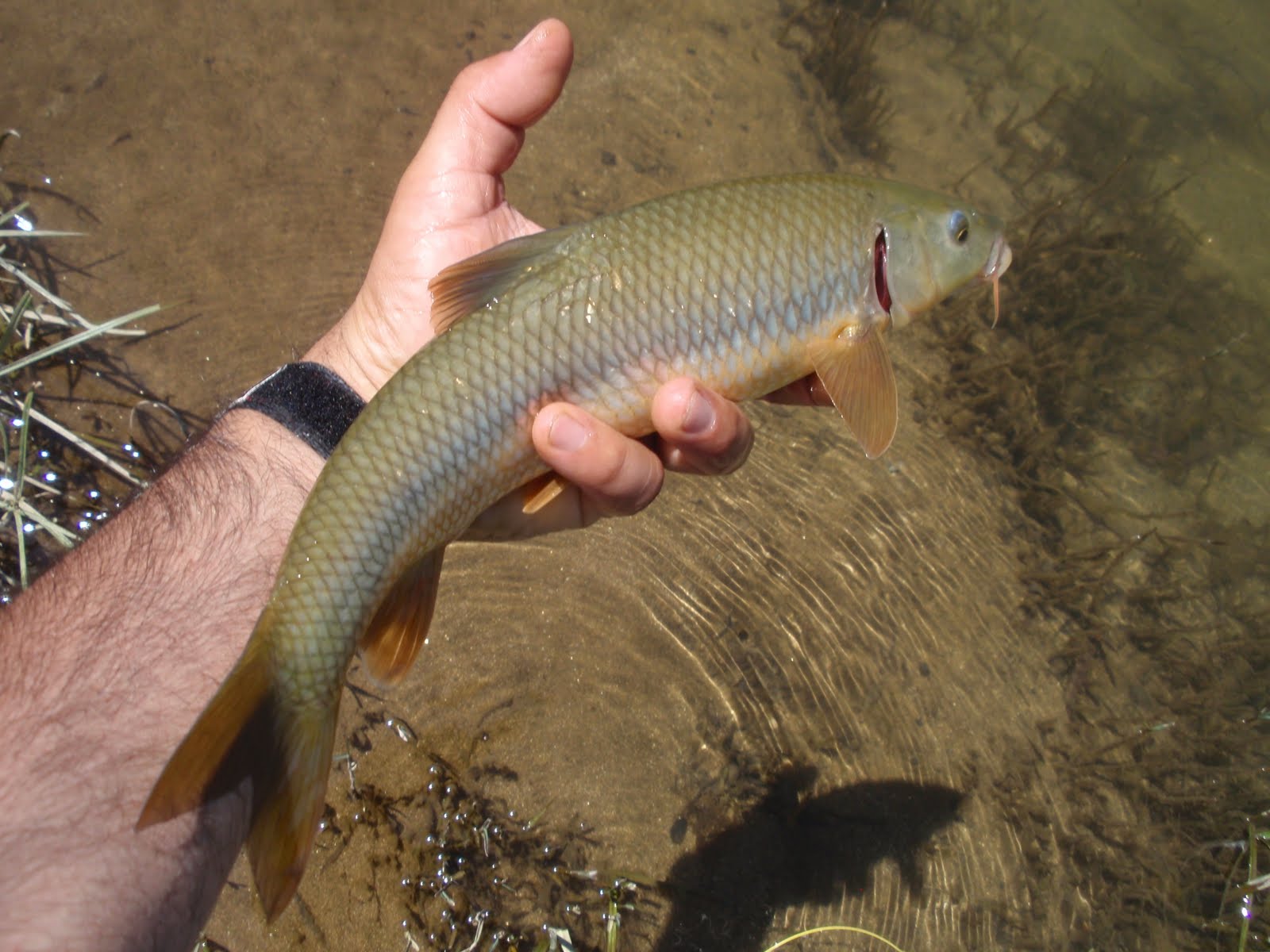 nosolomosca: Barbos Extremeños 3: El broche de oro