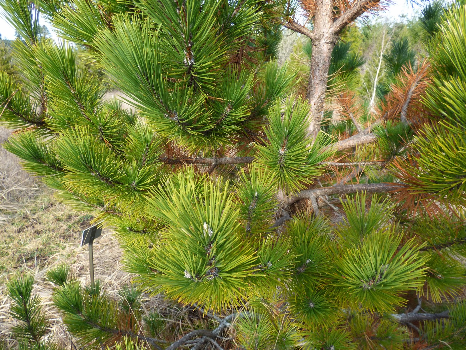 Trees: Two Needle Pines