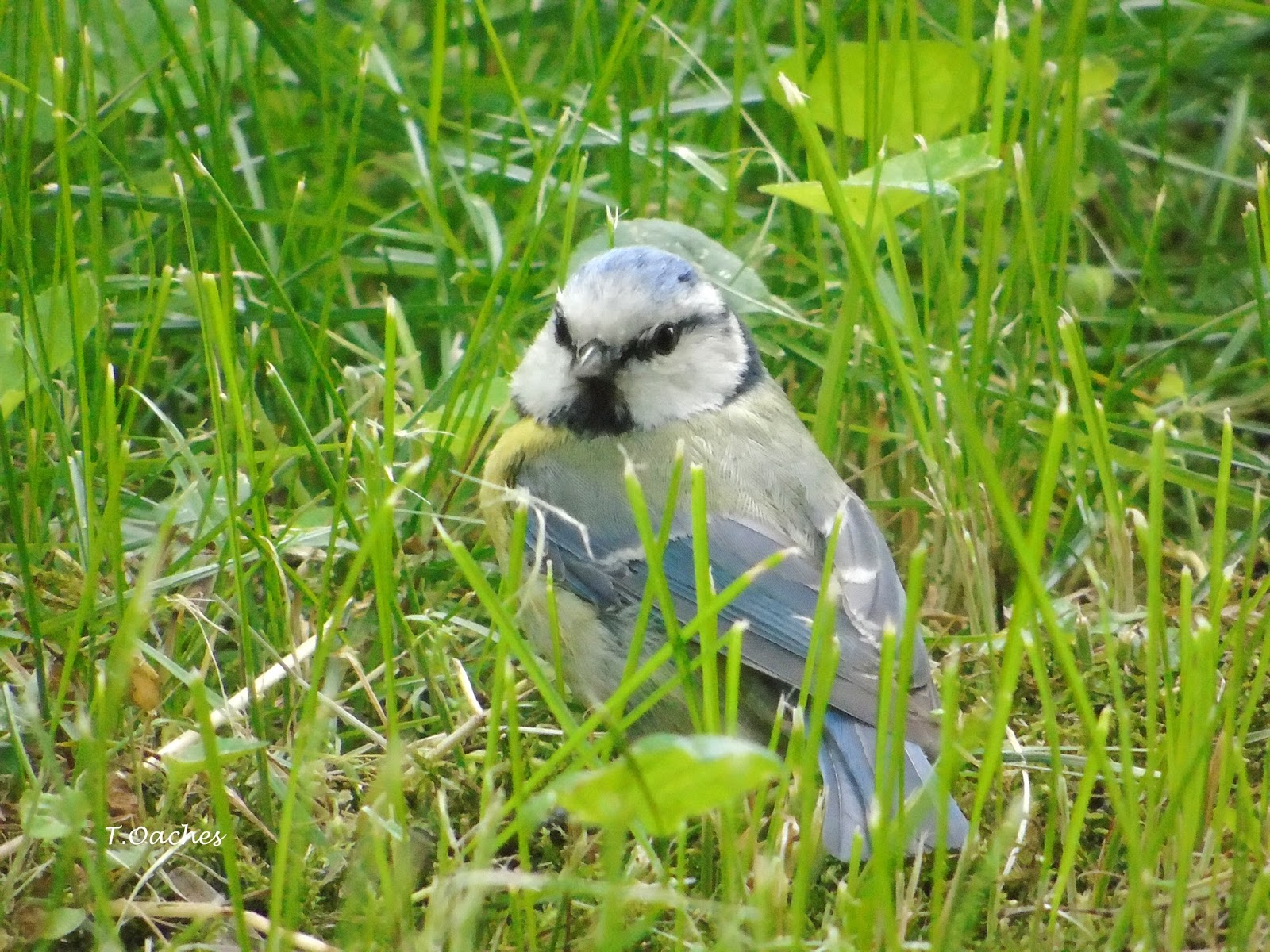 PASARI DIN ROMANIA: PITIGOI ALBASTRU (1), Cyanistes caeruleus
