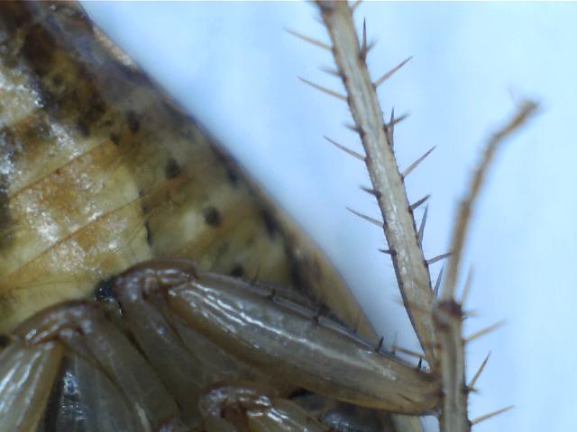 O MUNDO DOS INSETOS: BARATA PEQUENA AMPLIADA