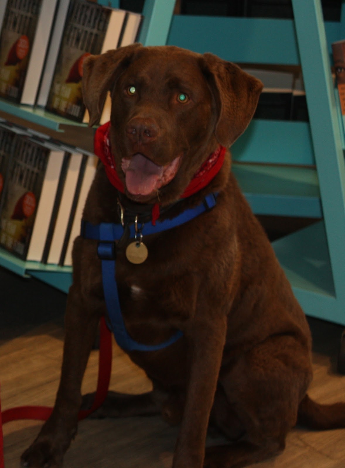 Team Toby- a dog with a blog on a kindness mission!: Therapy for the ...