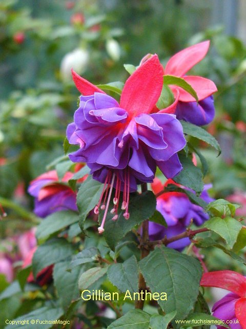 Hurst Green Gardening Club: March Meeting 2016 - Fuchsias My Way