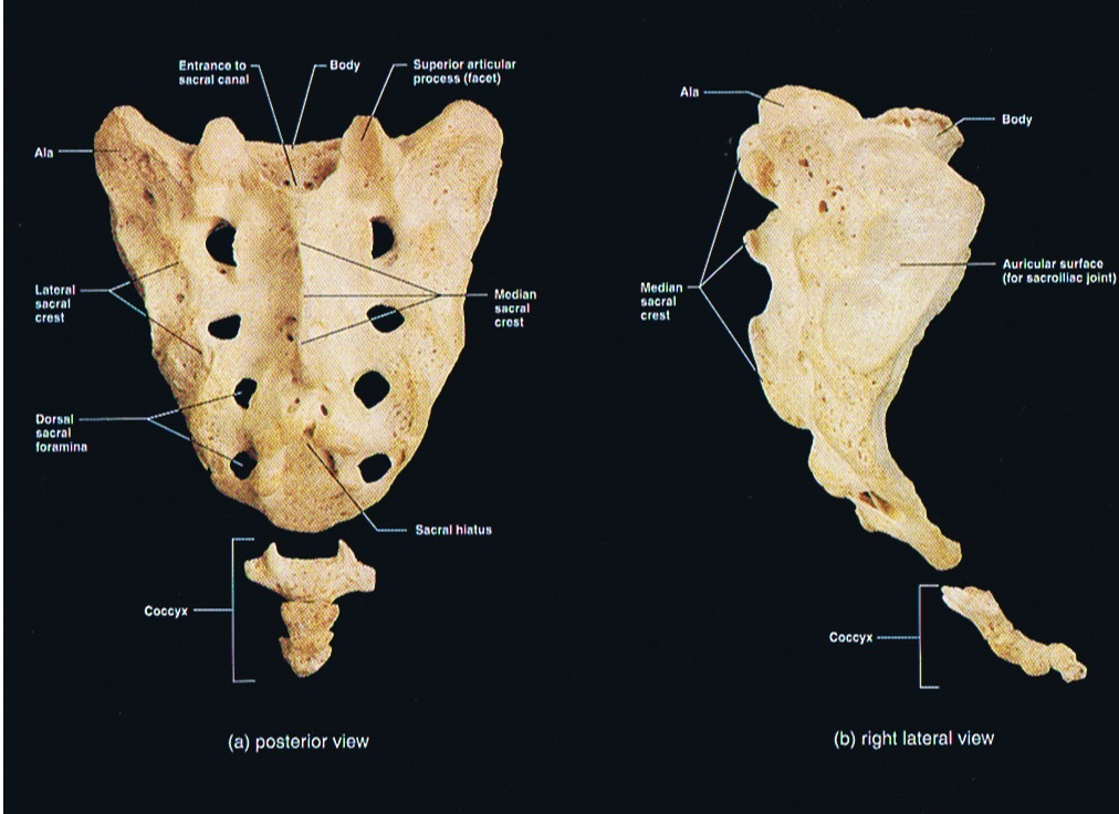 My//Your//Our (MYOUR) Sadhana: The Axis: The Back I.