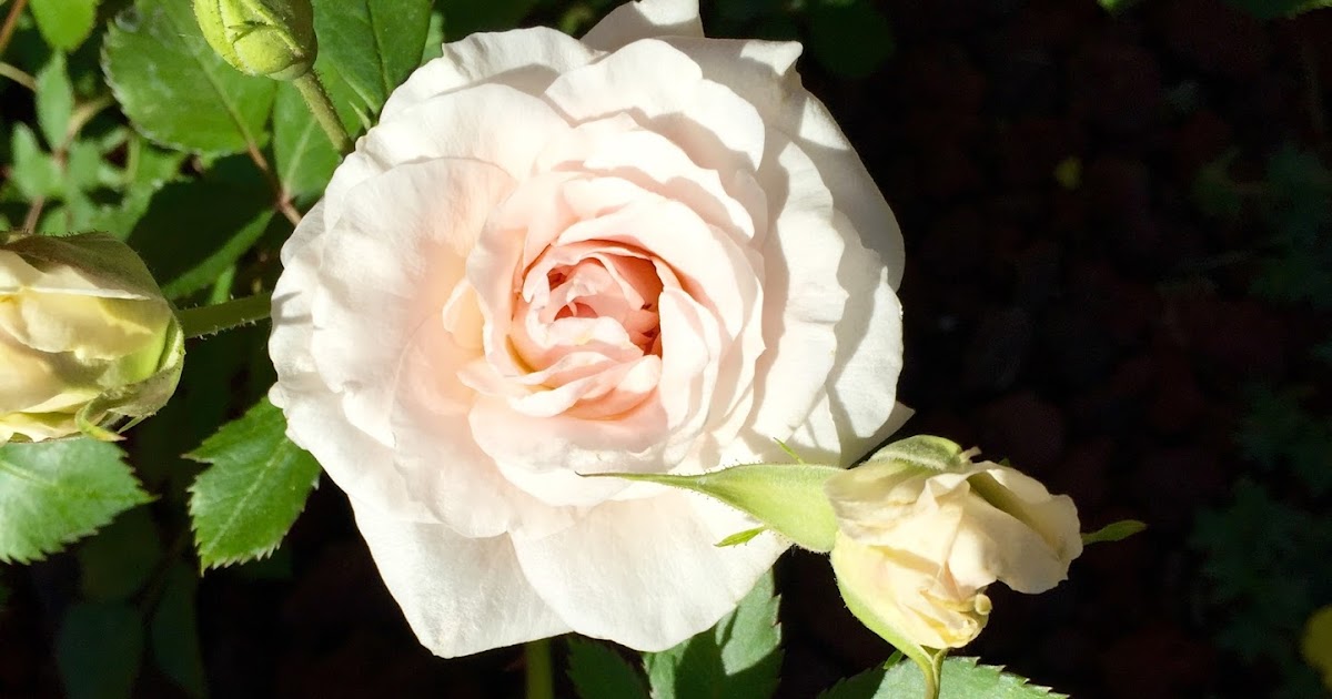 Zetesis - ζήτησις: Parables of the Kingdom: Treasure and a Pearl of ...