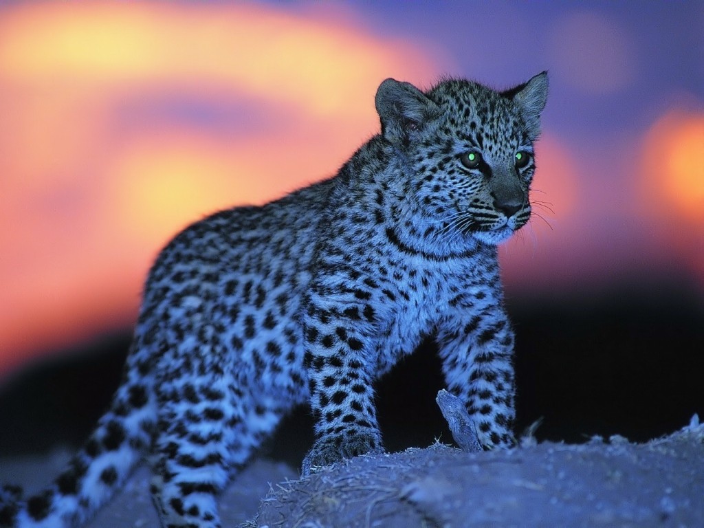 lynx leopard snow cub | discover-wd