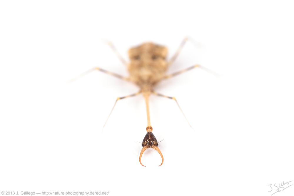 macroinstantes: Larva de Crocinae