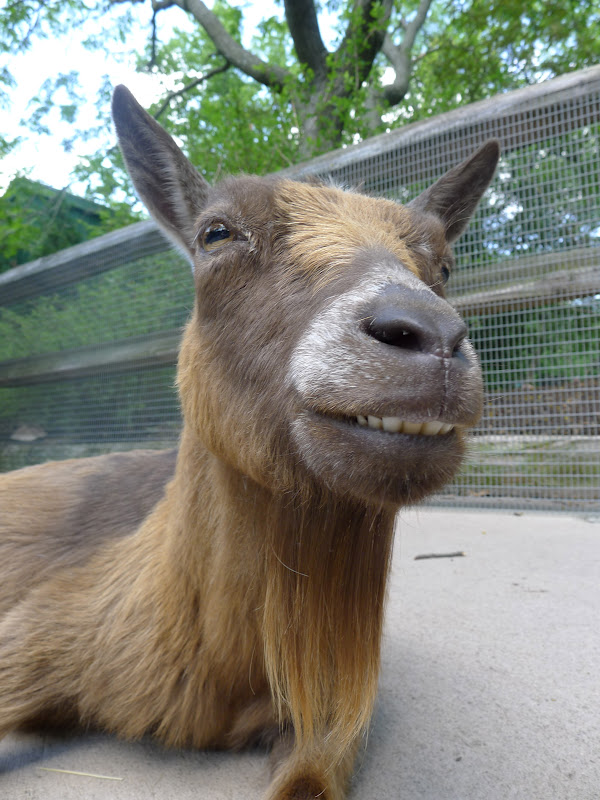 To Infinity and Beyond...: Goat Princess.