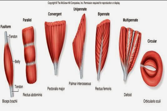 Ciencias de Joseleg: 4 EL MÚSCULO COMO ÓRGANO