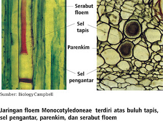 Jaringan Floem - Perumperindo.co.id