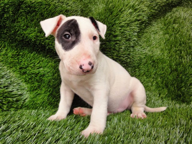 Bull Terrier Puppies