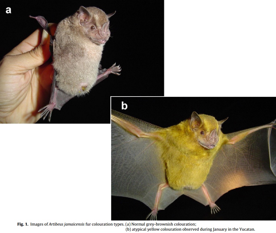 Species New to Science: October 2012
