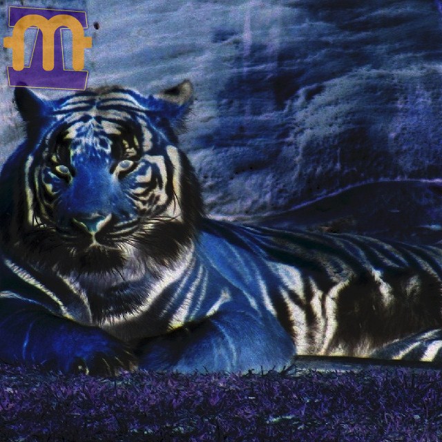 Imagens meXidas: Tigre azul