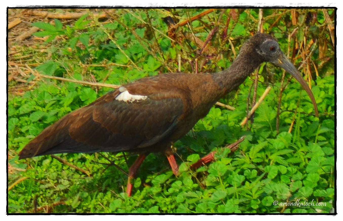 Indian Black Ibis (Pseudibis papillosa) Pictures and Detail