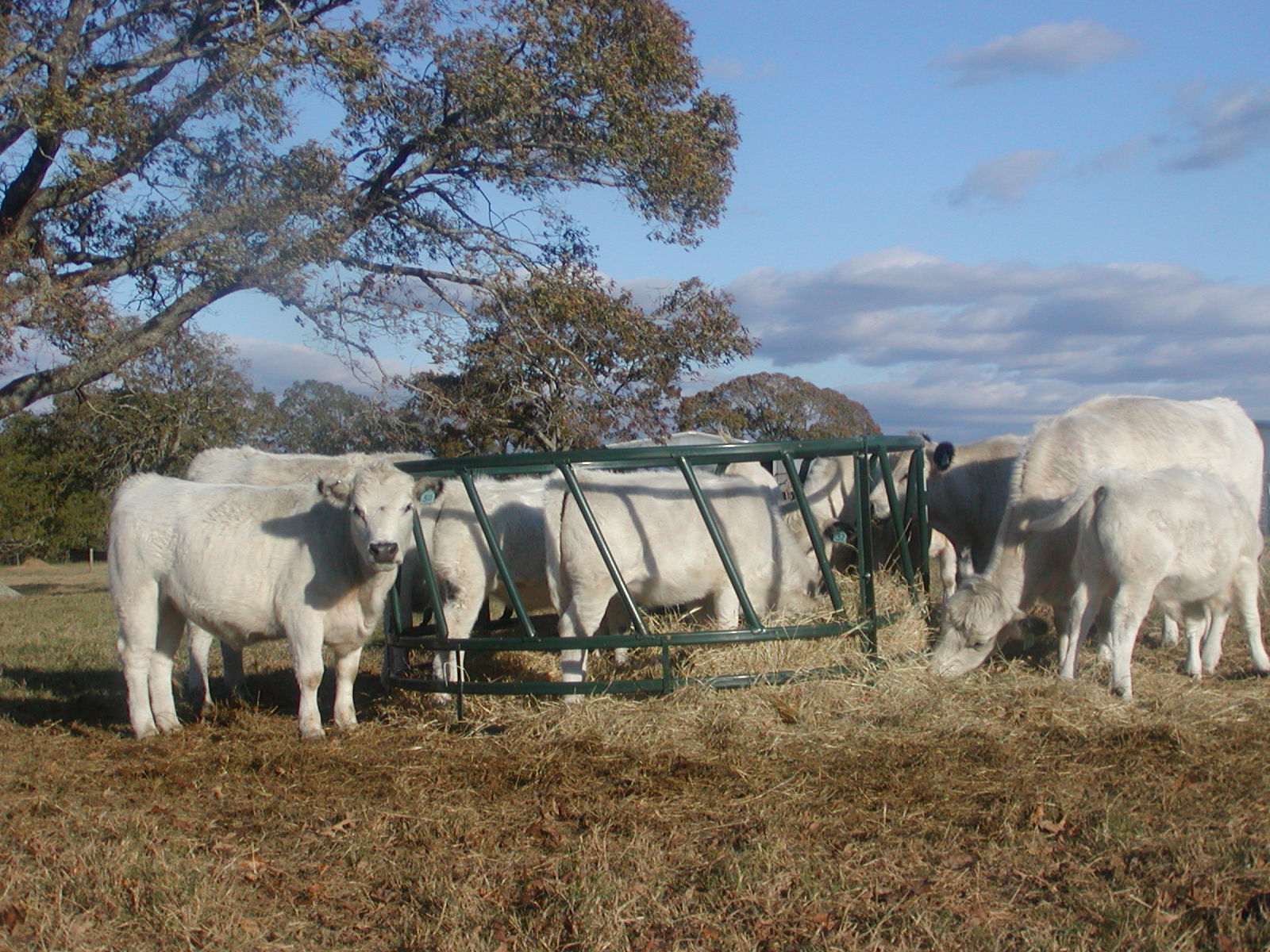 British White Cattle in Southeast Texas - JWest Cattle Company: British ...