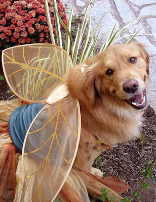 Dress Up Dogs: Fairy Dog Mother