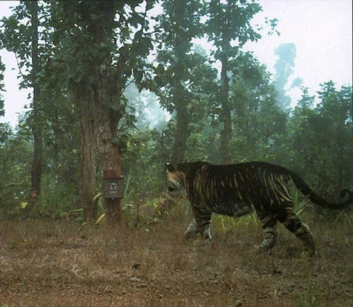 travelnature99.blogspot.com: SIMILIPAL BLACK TIGER