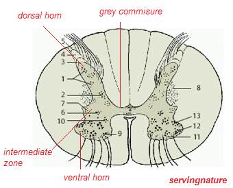 Healthy Body-Healthy Mind: Spinal Cord Anatomy