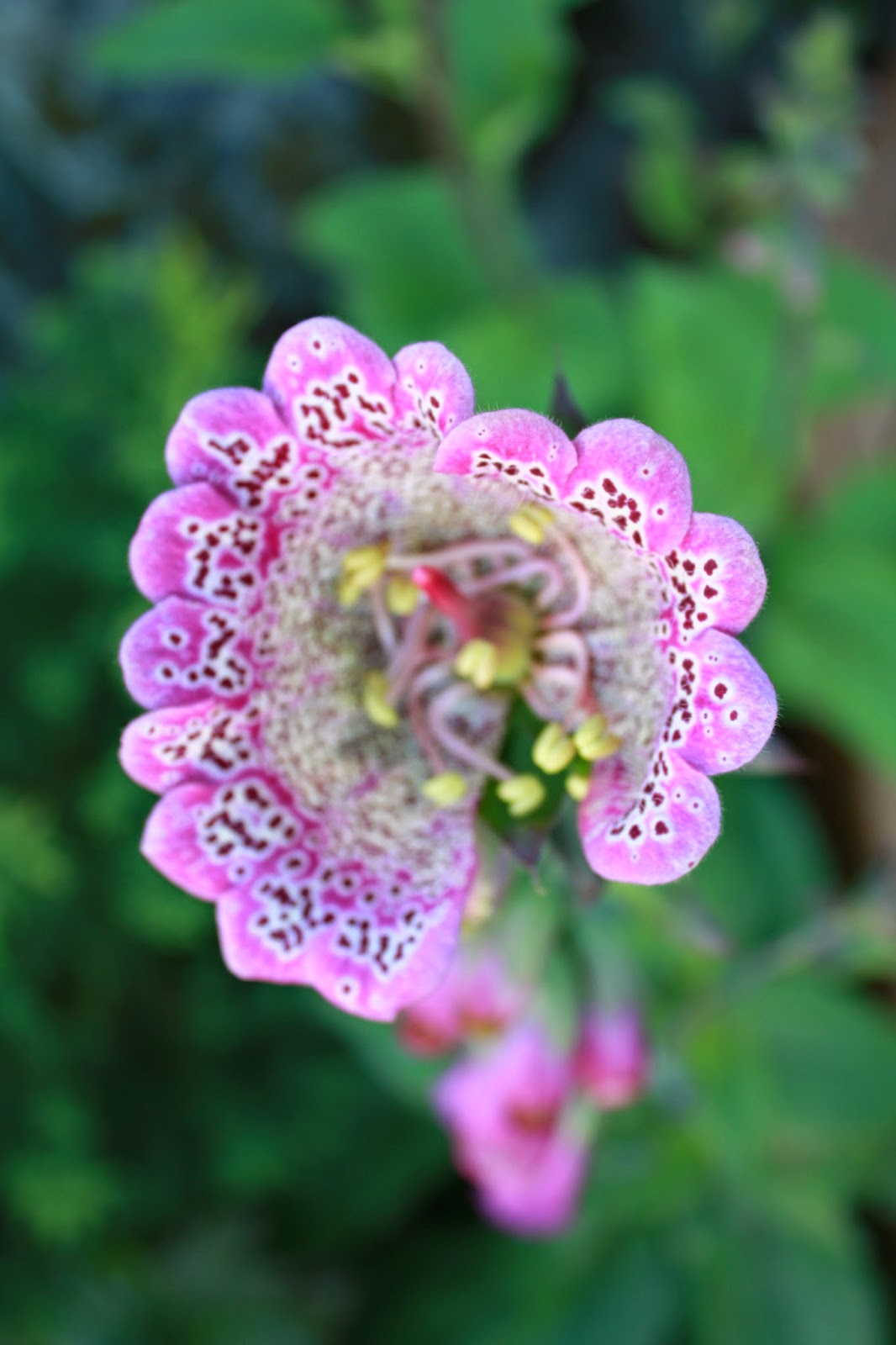 ANNES HAGEVERDEN: Peloria - Digitalis purpurea Revebjelle med toppklokke