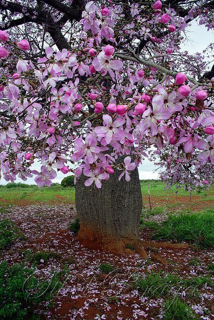 Paineira-rosa - Ceiba speciosa