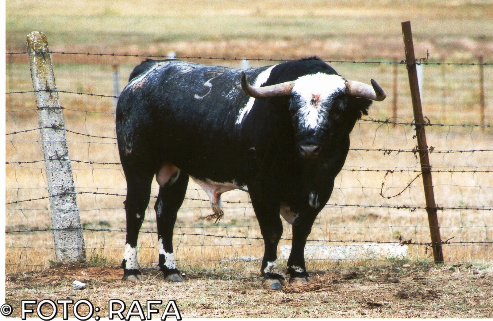 Toreo en Red Hondo: PINTAS DEL TORO DE LIDIA (7): GIRÓN Y FALSO GIRÓN