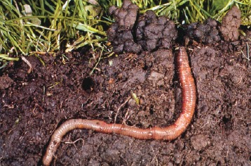 Strike, Rattle, & Roll: Guest Post - Farming with Earthworms!