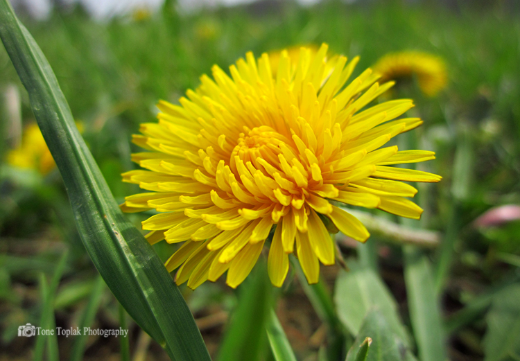 Narava hribi in gore: April mesec regrata