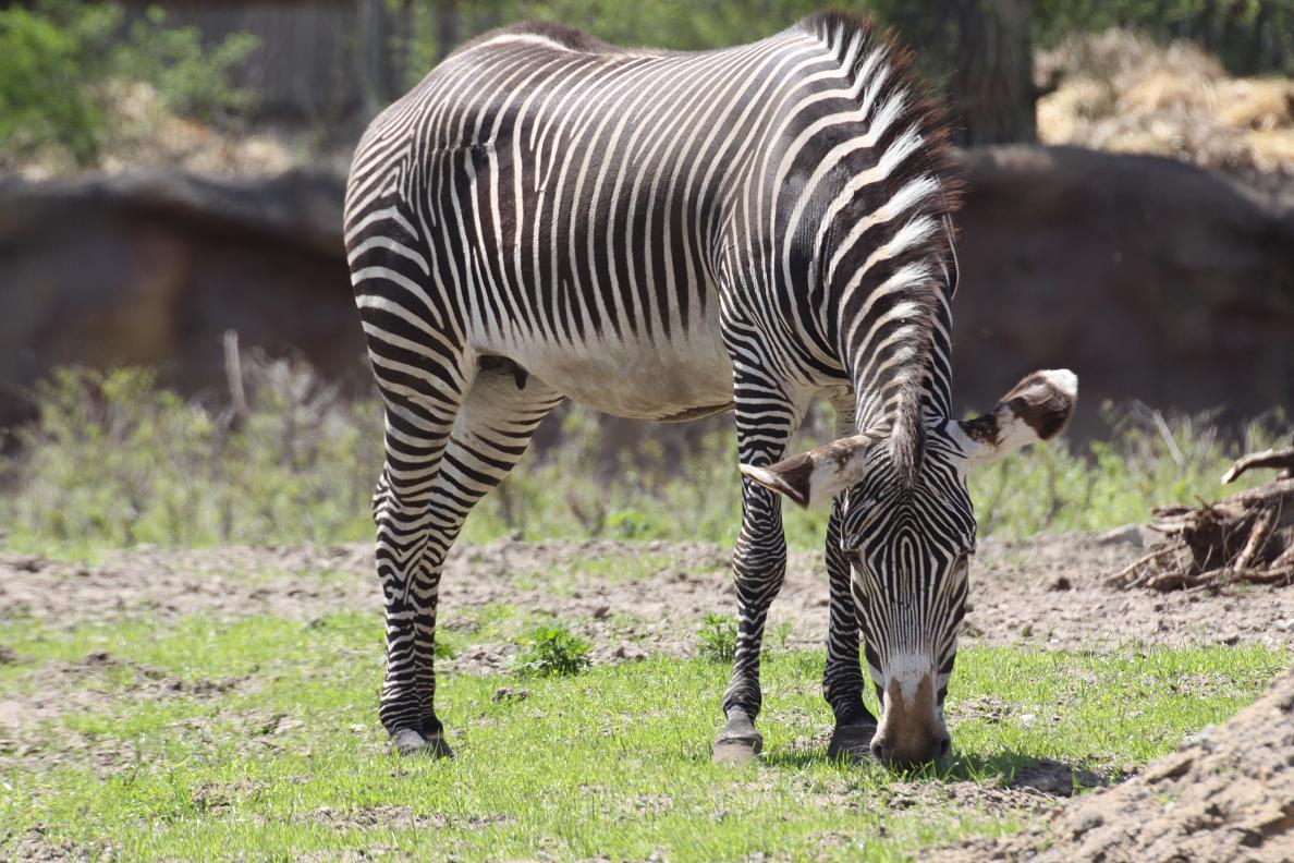 Michigan Exposures: Fauna at the Detroit Zoo