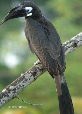 Mengenal Si unik Burung Rangkong (Enggang)