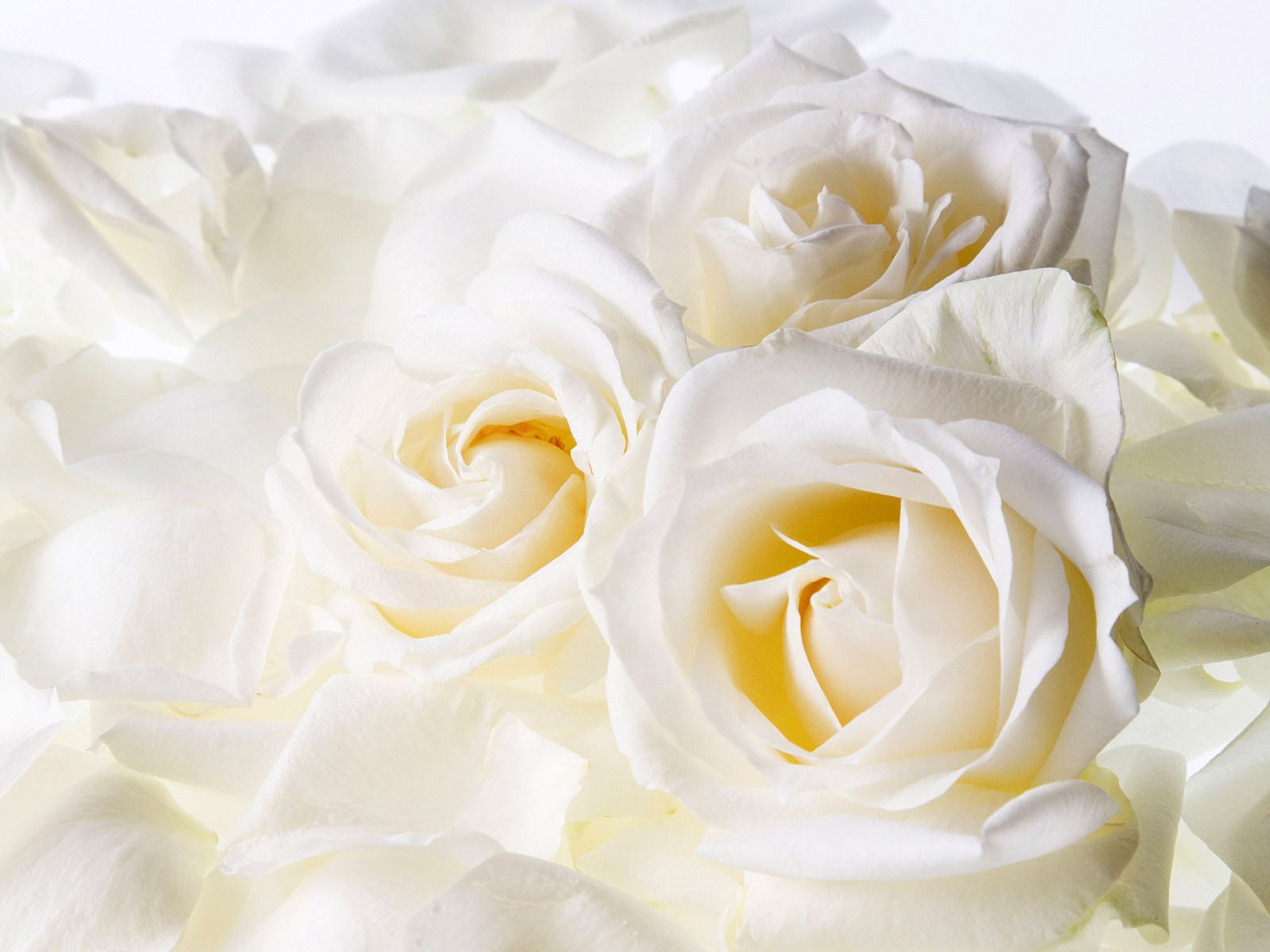White Roses Pics - Wallpapers for Desktop