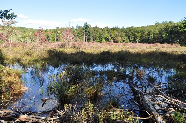 Harriman Hiker: Harriman State Park and Beyond: Pine Swamp Loop ...