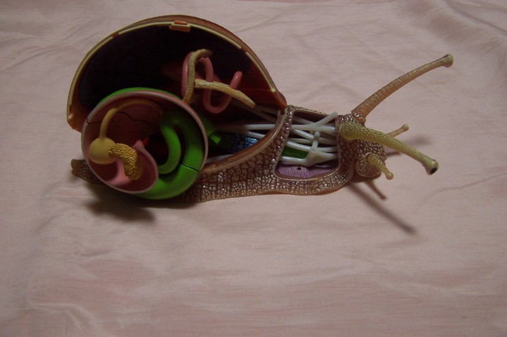 kidstong-Little Science Museum: Snail anatomy - assembling snail