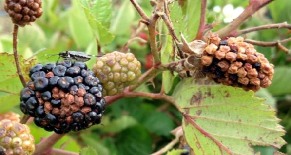 CO-Horts: What’s That Bug: Brown Marmorated Stink Bug