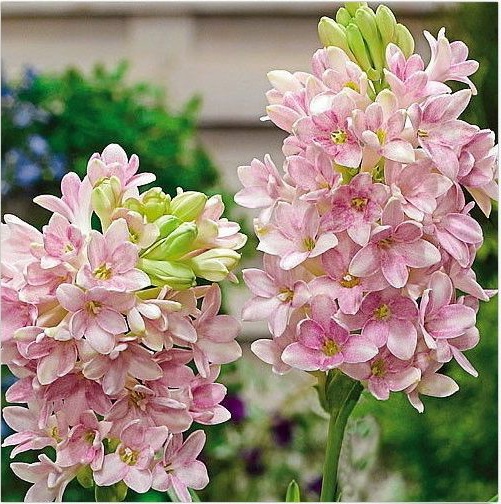 Gambar Bunga Sedap Malam Yang Indah | Kumpulan Gambar