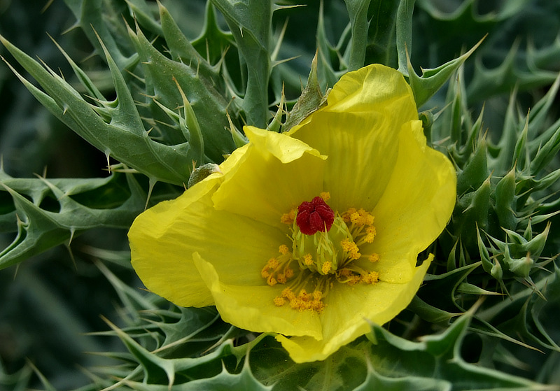 ARTE Y JARDINERÍA : CHICALOTE. Planta medicinal