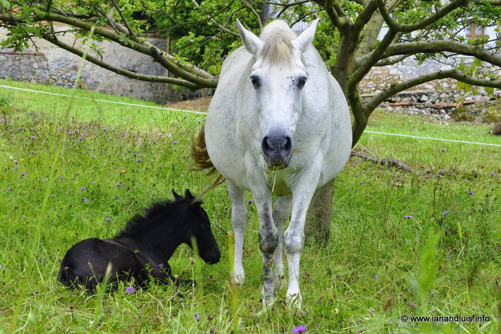 Tales from Toriello: Horse racing on the beach in Ribadesella